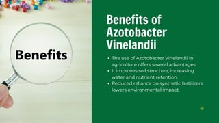 Azotobacter Vinelandii: Understanding Its Role in Nitrogen Fixation | PDF