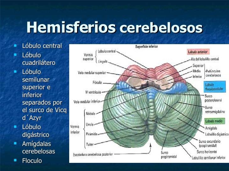 Cerebelo