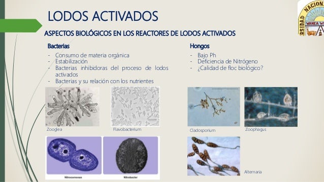 Universidad nacional-de-huancavelica-3-lodos-activados (1)