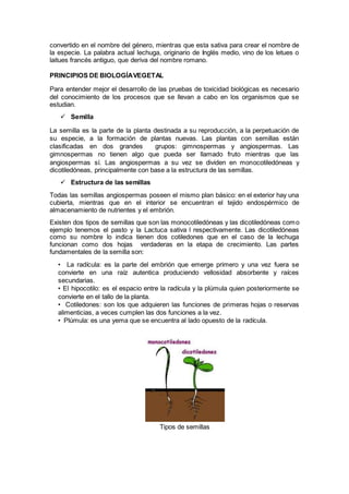 ENSAYO DE TOXICIDAD EN SEMILLAS DE LECHUGA | DOCX