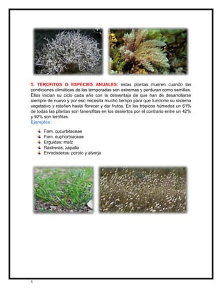 FORMAS DE VIDA SEGUN RUANKIAER | PDF