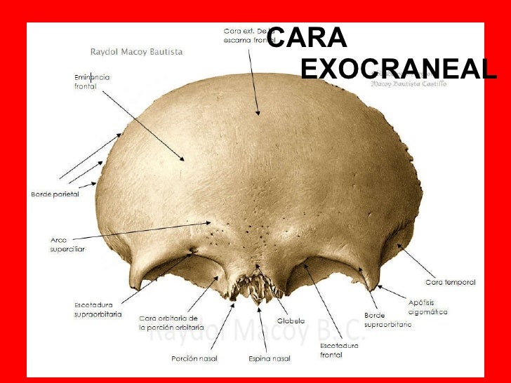 Universidad abierta interamericana craneo