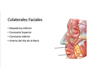 Arteria y Vena Facial | PPT