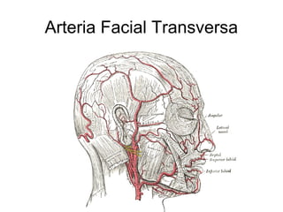 Arteria y Vena Facial | PPT