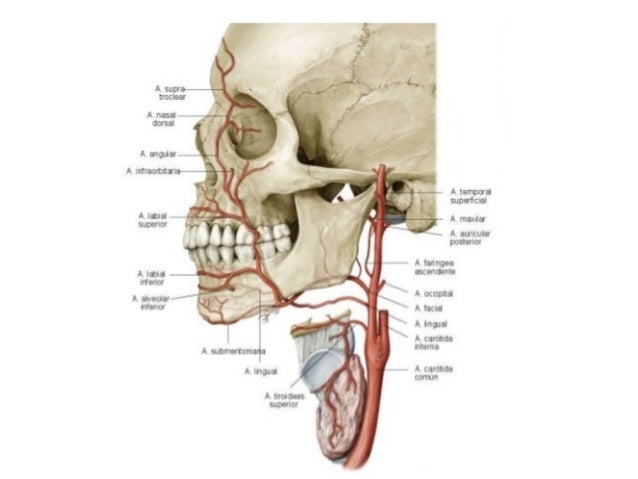 Arteria y Vena Facial