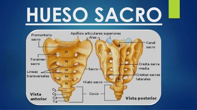 Sacro y coccix
