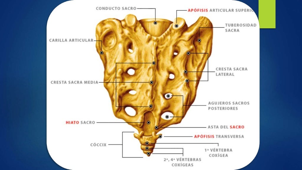 Sacro y coccix