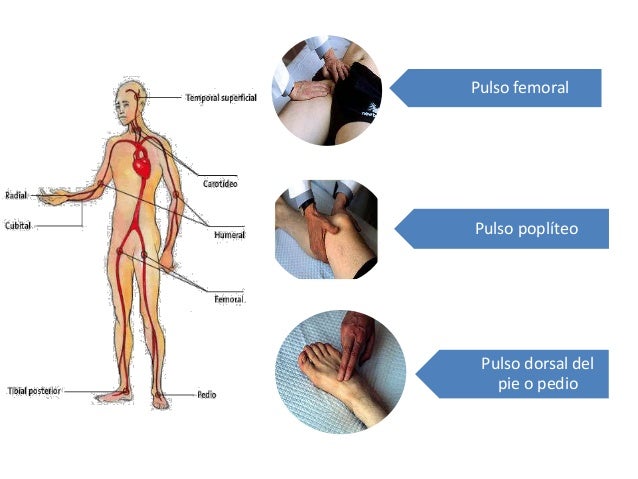 Universidad central del ecuador signos vitales