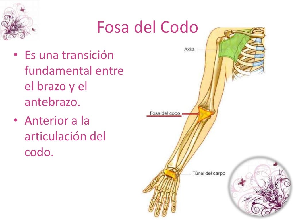 Fosa del codo
