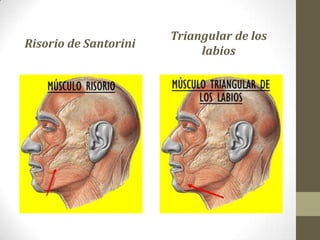 Músculos de cara y cráneo. | PPTX | Ear, Nose and Throat Conditions ...