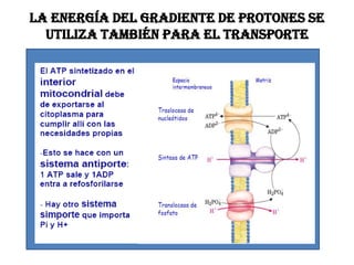Universidad nacional.pptx cadena respiratoria | PPTX