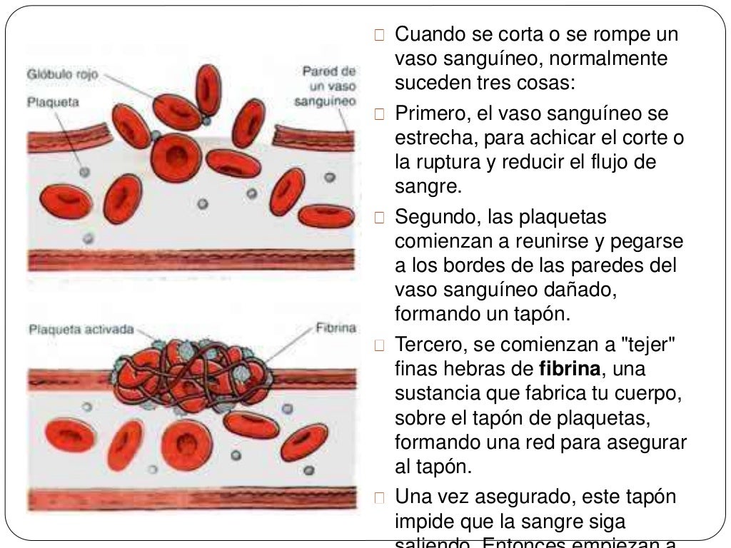 Las plaquetas. Origen, formación y función