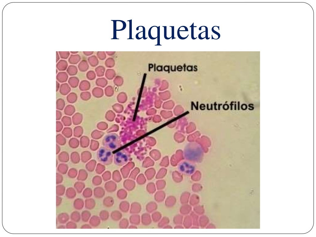 Las plaquetas. Origen, formación y función