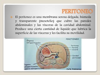 PERITONEO Y DISTRIBUCION TOPOGRAFICA DEL ABDOMEN | PPTX