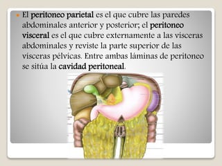 PERITONEO Y DISTRIBUCION TOPOGRAFICA DEL ABDOMEN | PPTX
