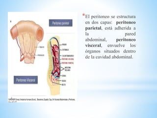 Universidad regional autonoma del los andes.pptx peritoneo | PPTX