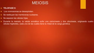 Ciclo Celular Mitosis y Meiosis | PPTX