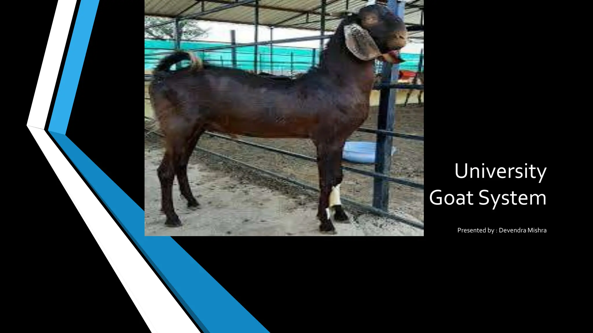 University Goat Management System[1].pptx