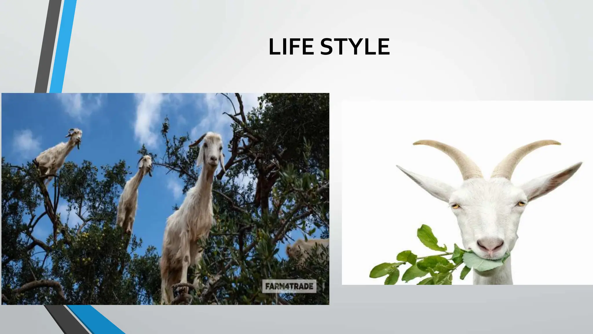 University Goat Management System[1].pptx