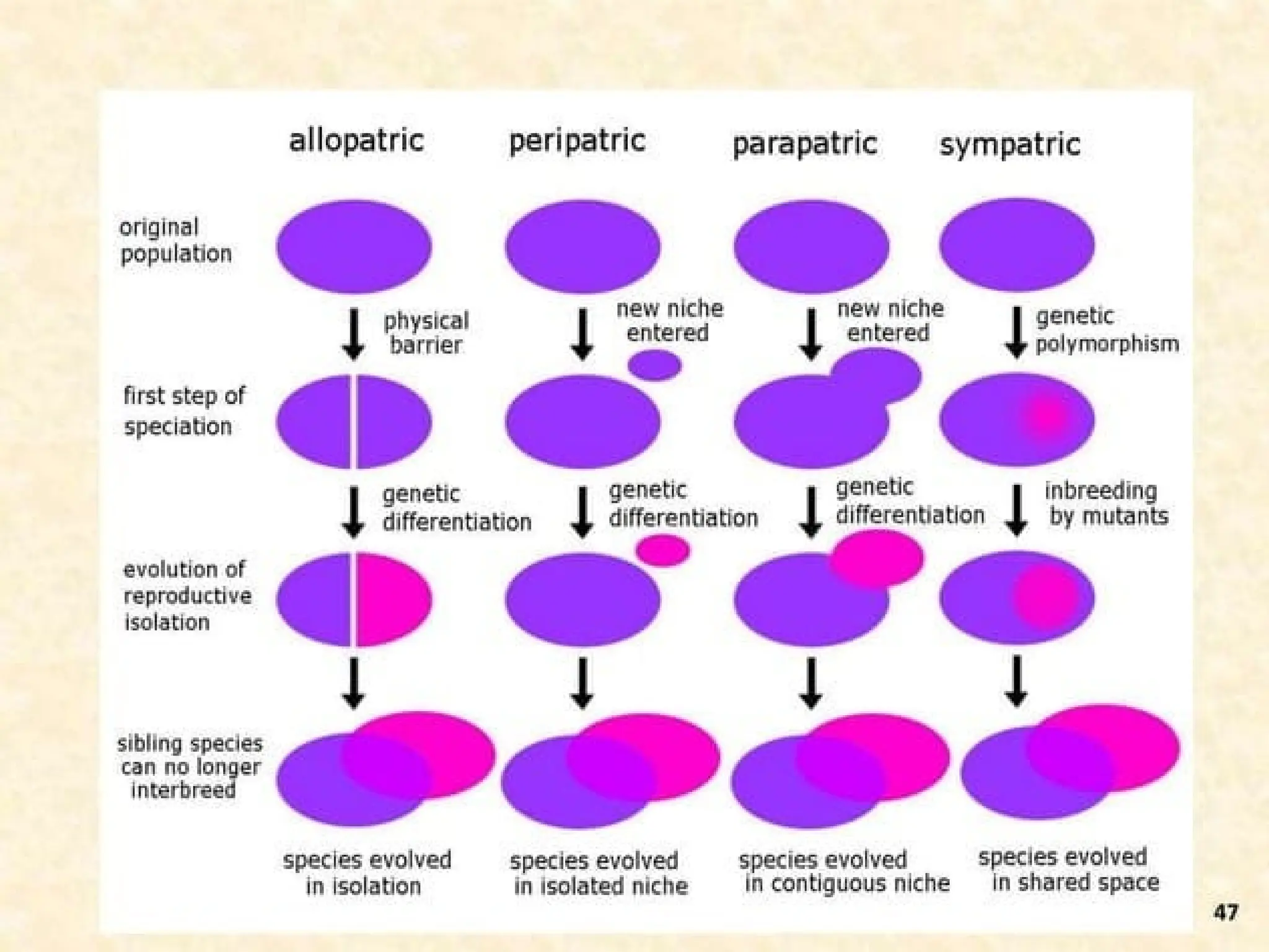 Insect speciation entomology presentation.pptx