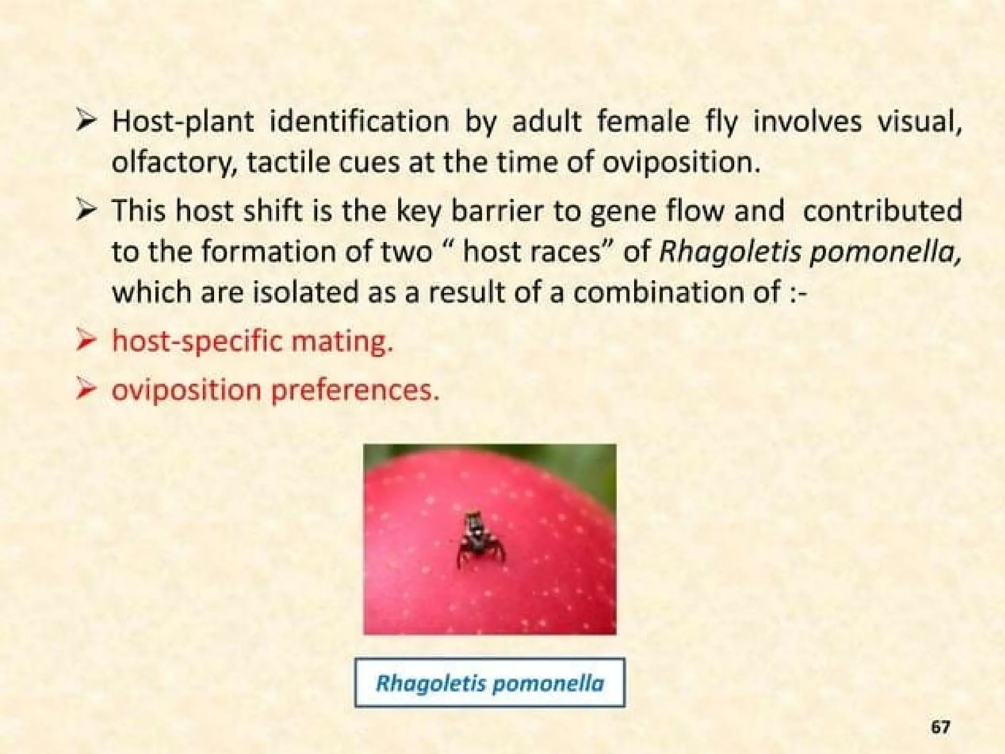 Insect speciation entomology presentation.pptx