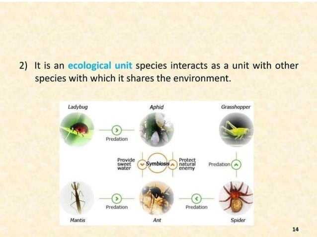 Insect speciation entomology presentation.pptx