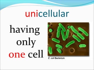 Uni vocabulary words | PPT