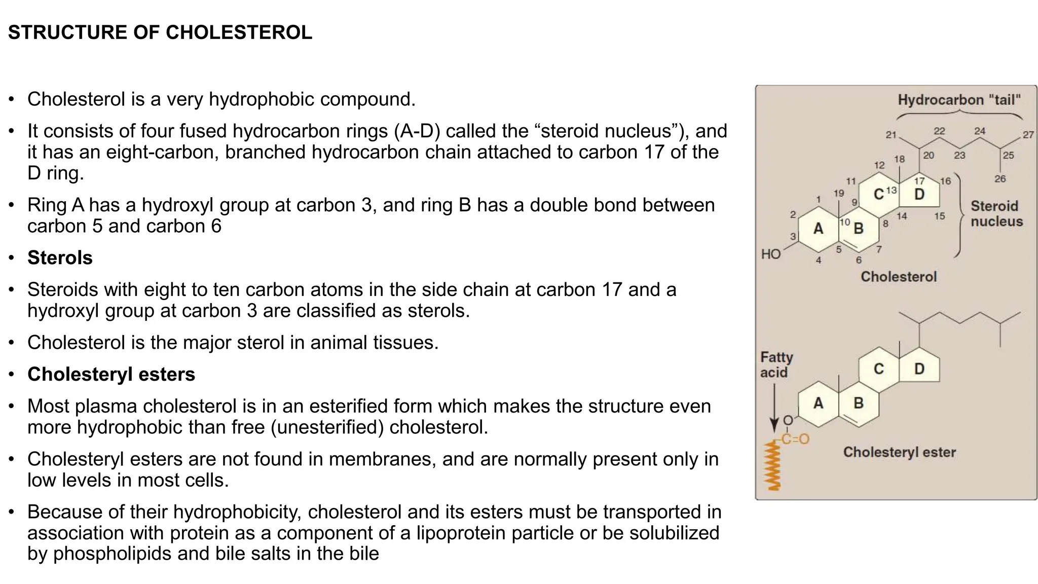 Cholesterol, its structure, synthesis of | PPTX