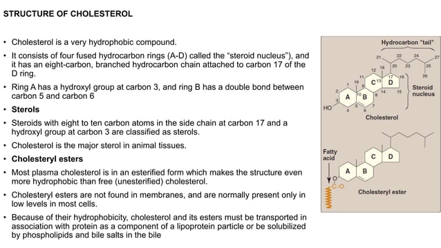 Cholesterol, its structure, synthesis of | PPTX