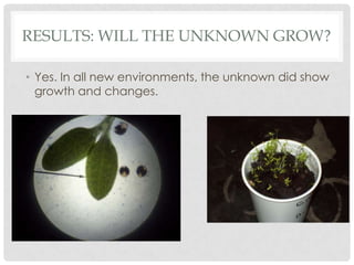 Unknown specimen powerpoint | PPTX | Biological Sciences | Science