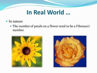 Fibonacci Sequence Flower Petals