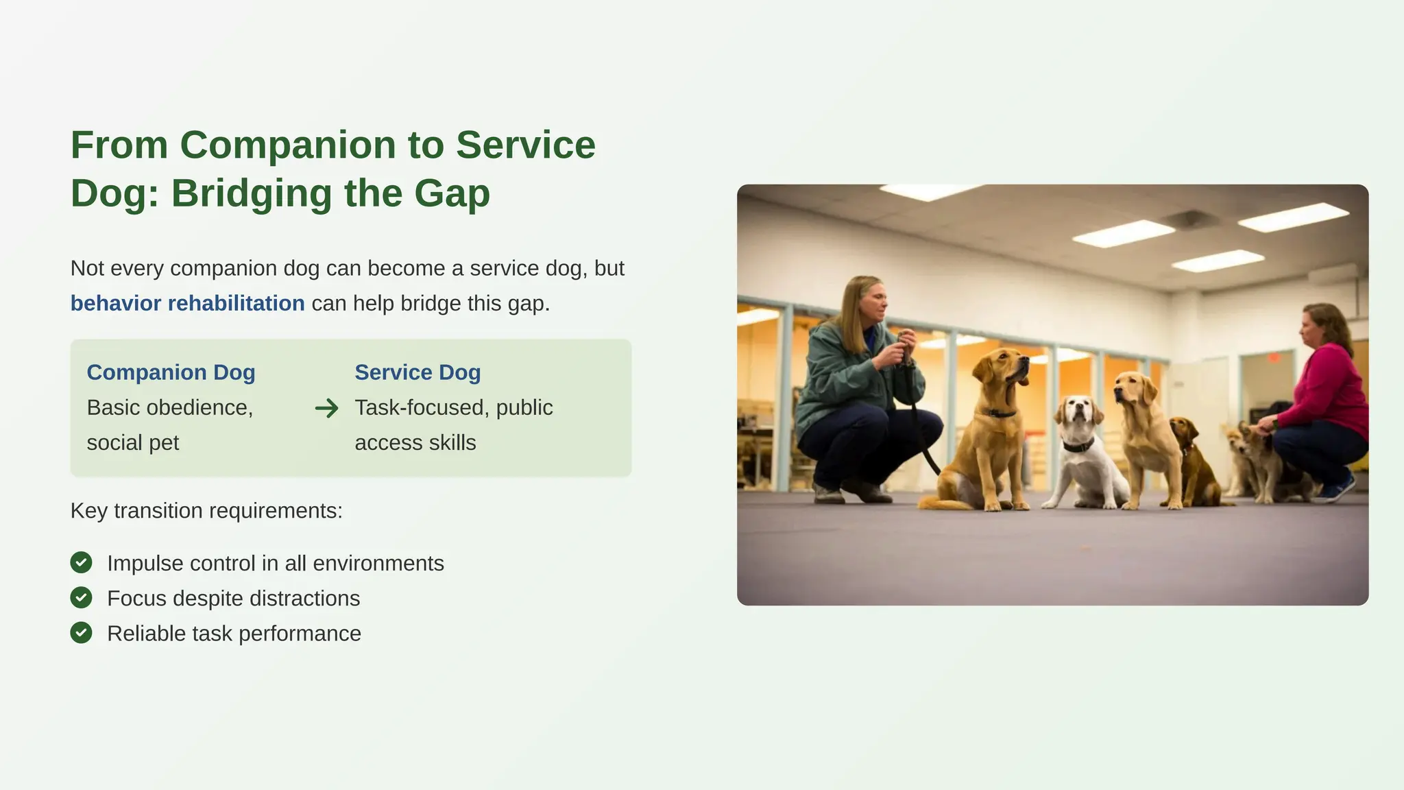 Unleashing Potential Dog Behavior Rehabilitation for Service Dog ...
