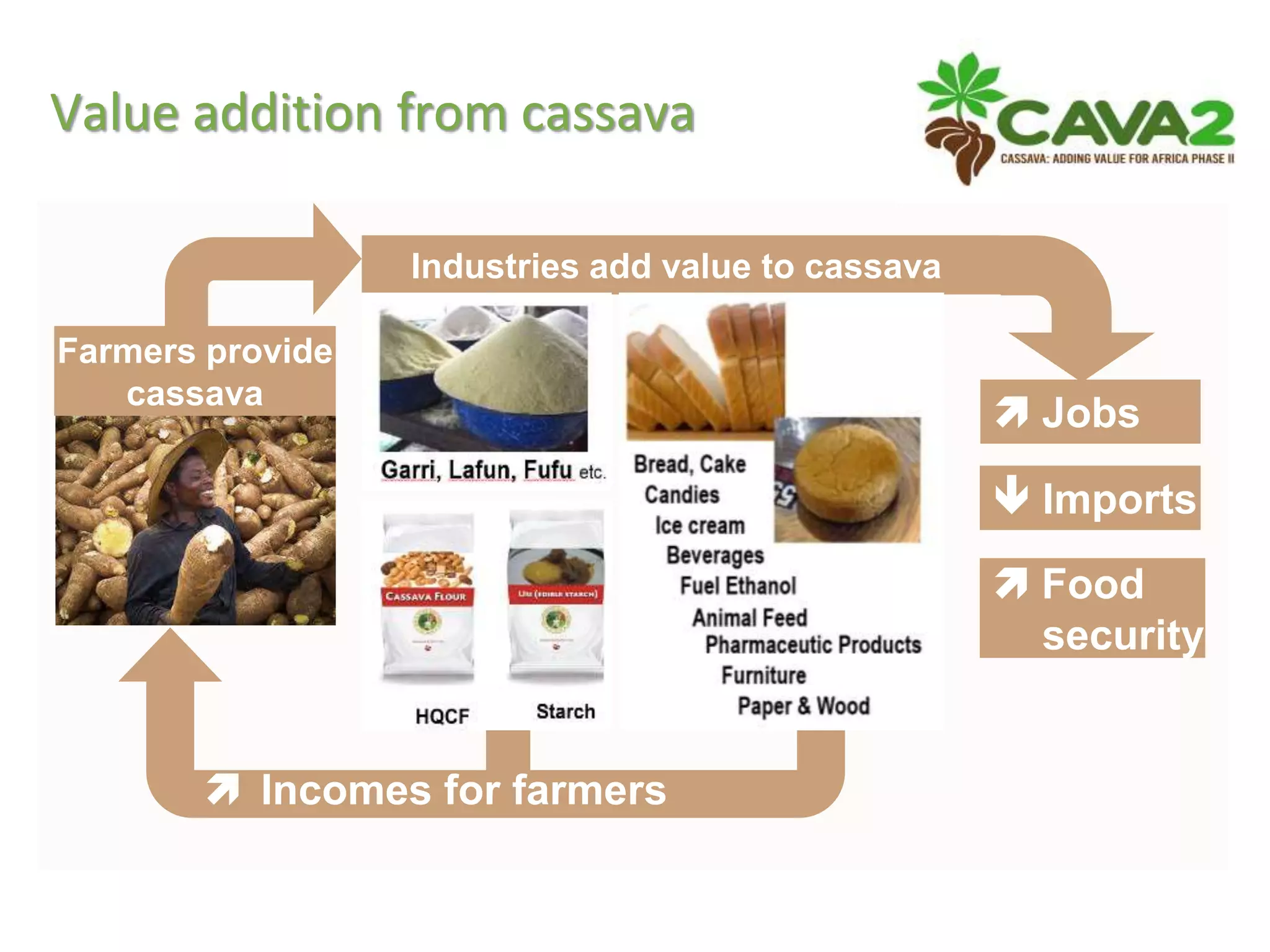 Anchoring Growth: Unleashing the Wonders of African Cassava | PPTX | Agriculture | Industries