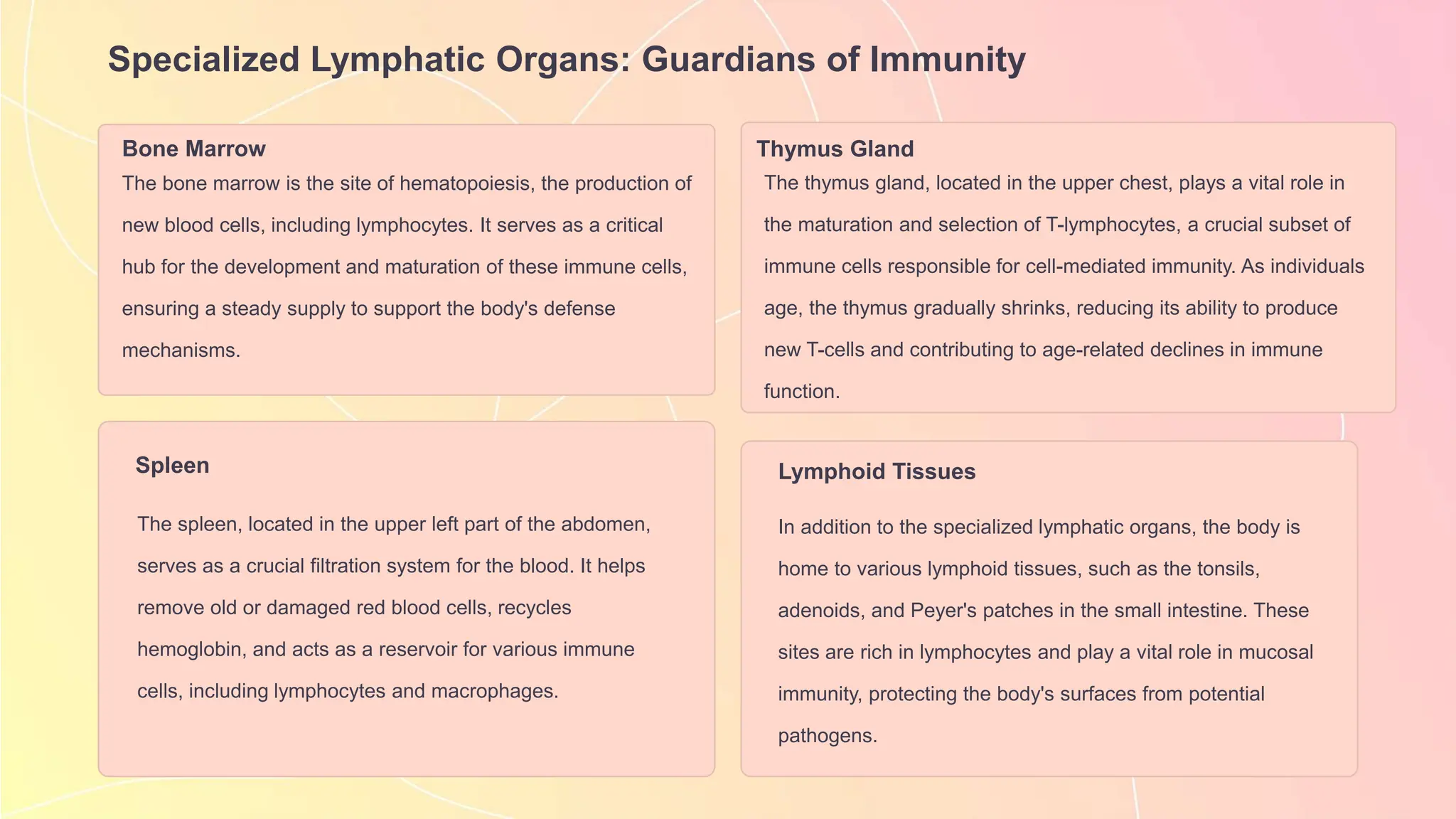 Unlocking the Mysteries of the Lymphatic System | PPTX | Biological Sciences | Science