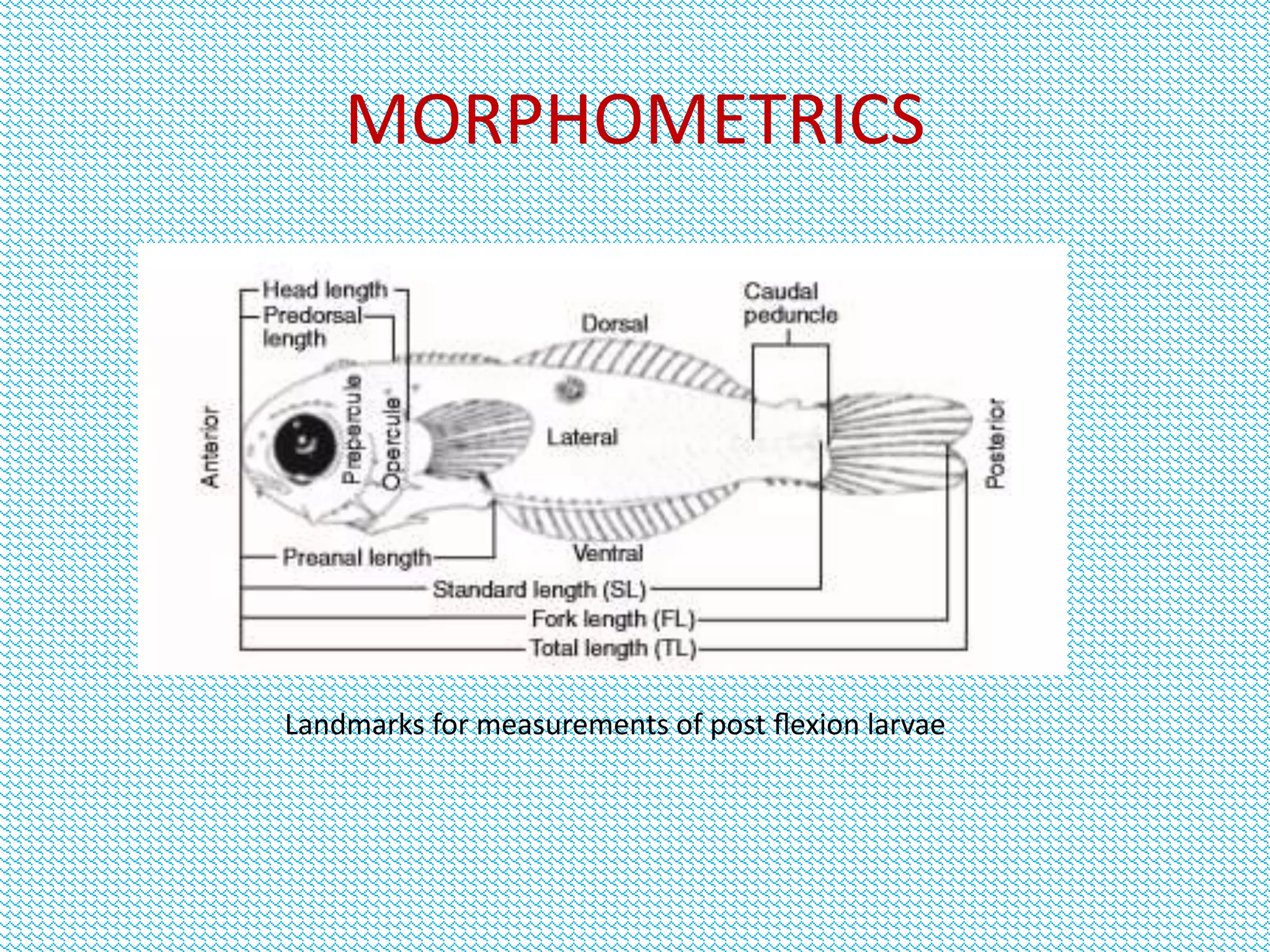 Eggs and larvae identification biology in fin fish | PPTX