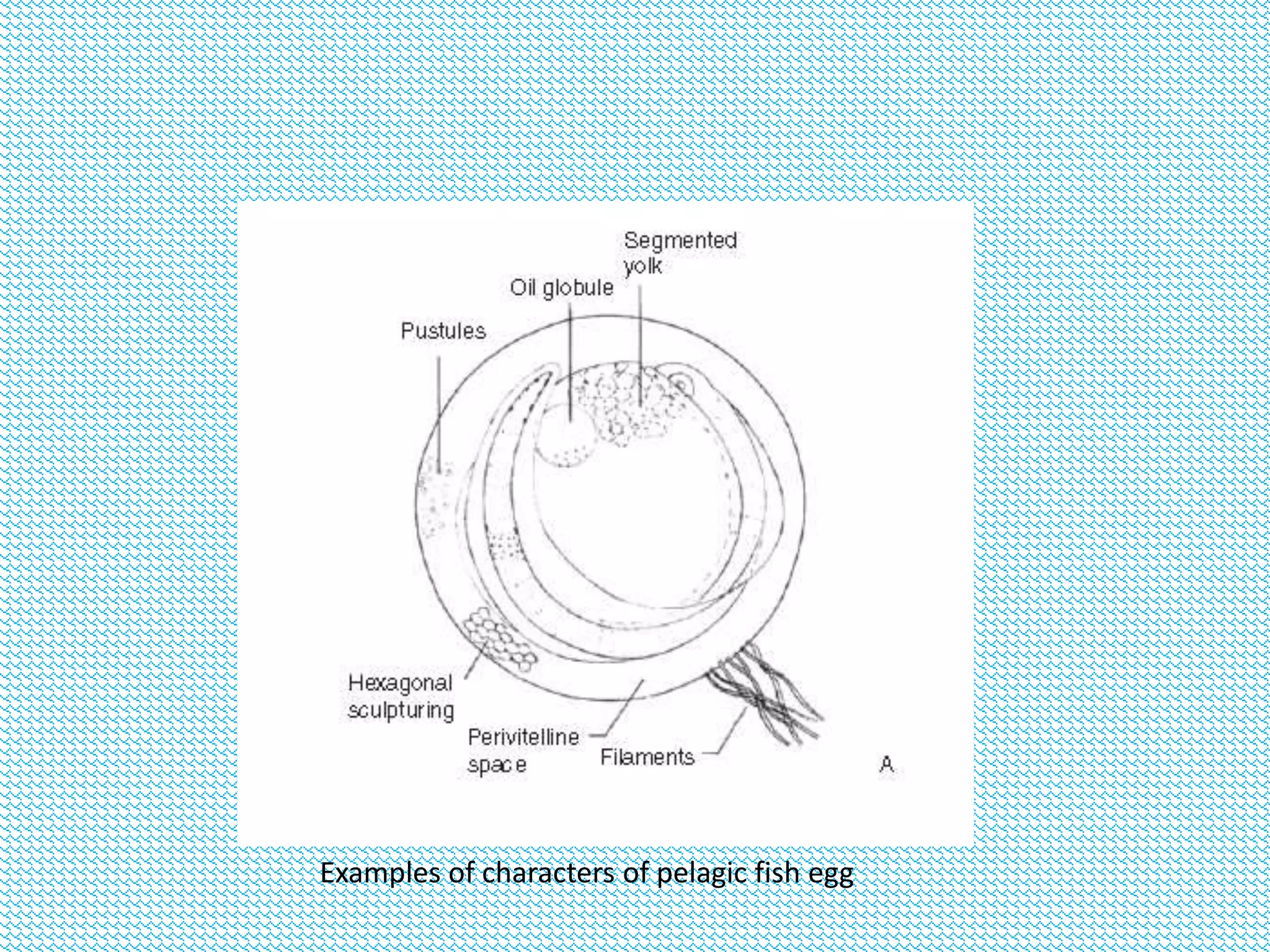 Eggs and larvae identification biology in fin fish | PPTX