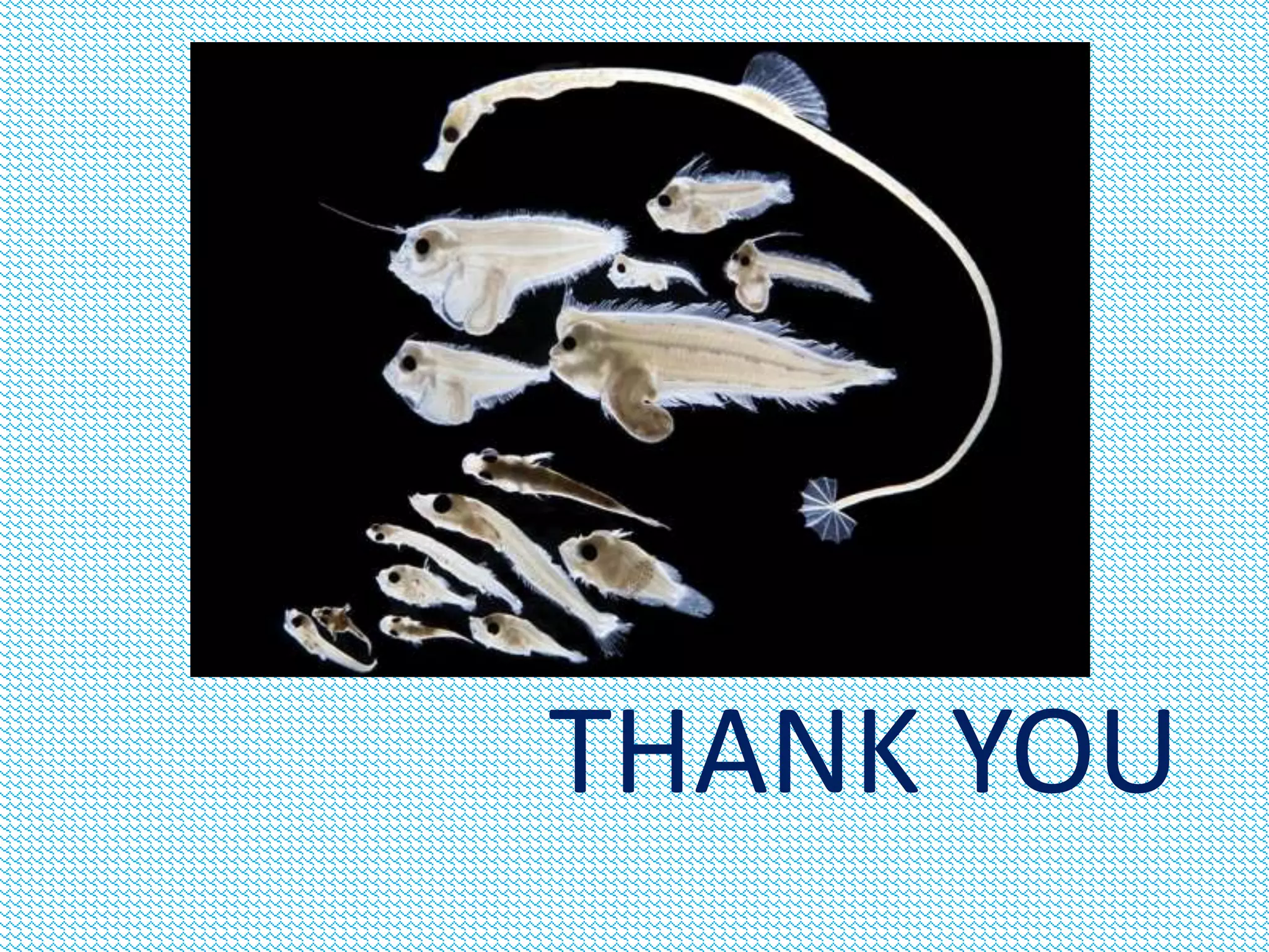 Eggs and larvae identification biology in fin fish | PPTX