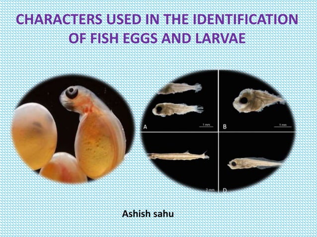 Eggs and larvae identification biology in fin fish | PPTX | Fish and ...