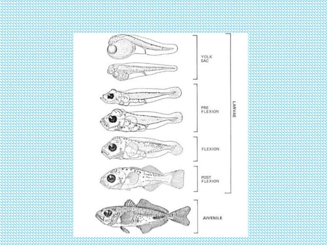 Eggs and larvae identification biology in fin fish | PPTX | Fish and ...