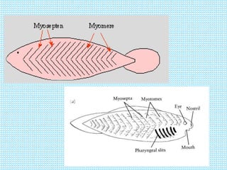 Eggs and larvae identification biology in fin fish | PPTX