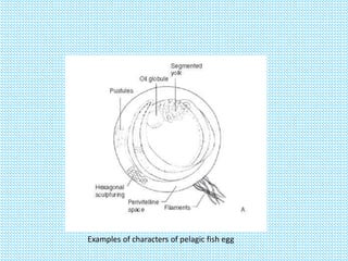 Eggs and larvae identification biology in fin fish | PPTX