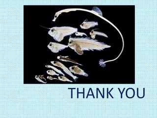 Eggs and larvae identification biology in fin fish | PPTX