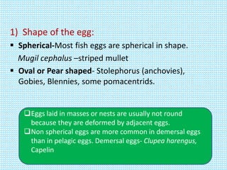 Eggs and larvae identification biology in fin fish | PPTX