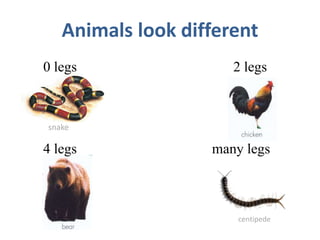 Unit 4 (animals) | PPSX