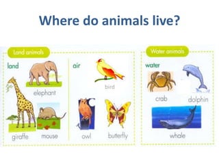 Unit 4 (animals) | PPSX