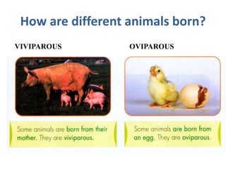 Unit 4 (animals) | PPSX