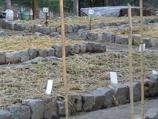 Un paseo por el zoológico de buenos aires 6to | PPTX