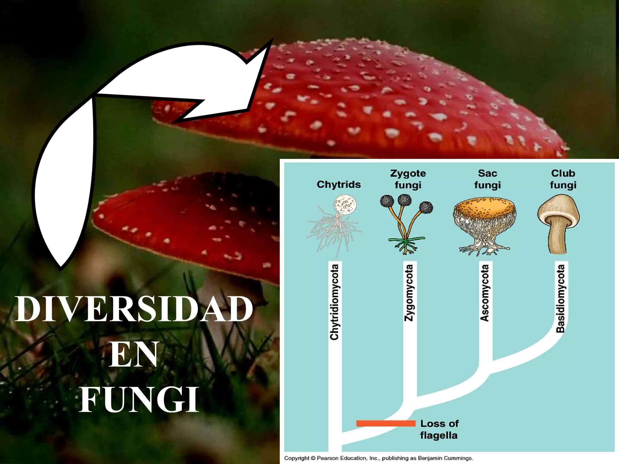 Un poco sobre los hongos | PPT