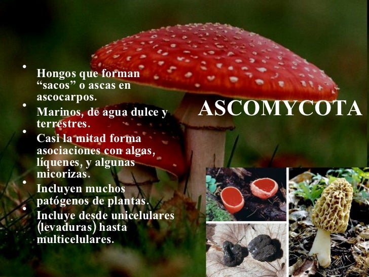 Un poco sobre los hongos