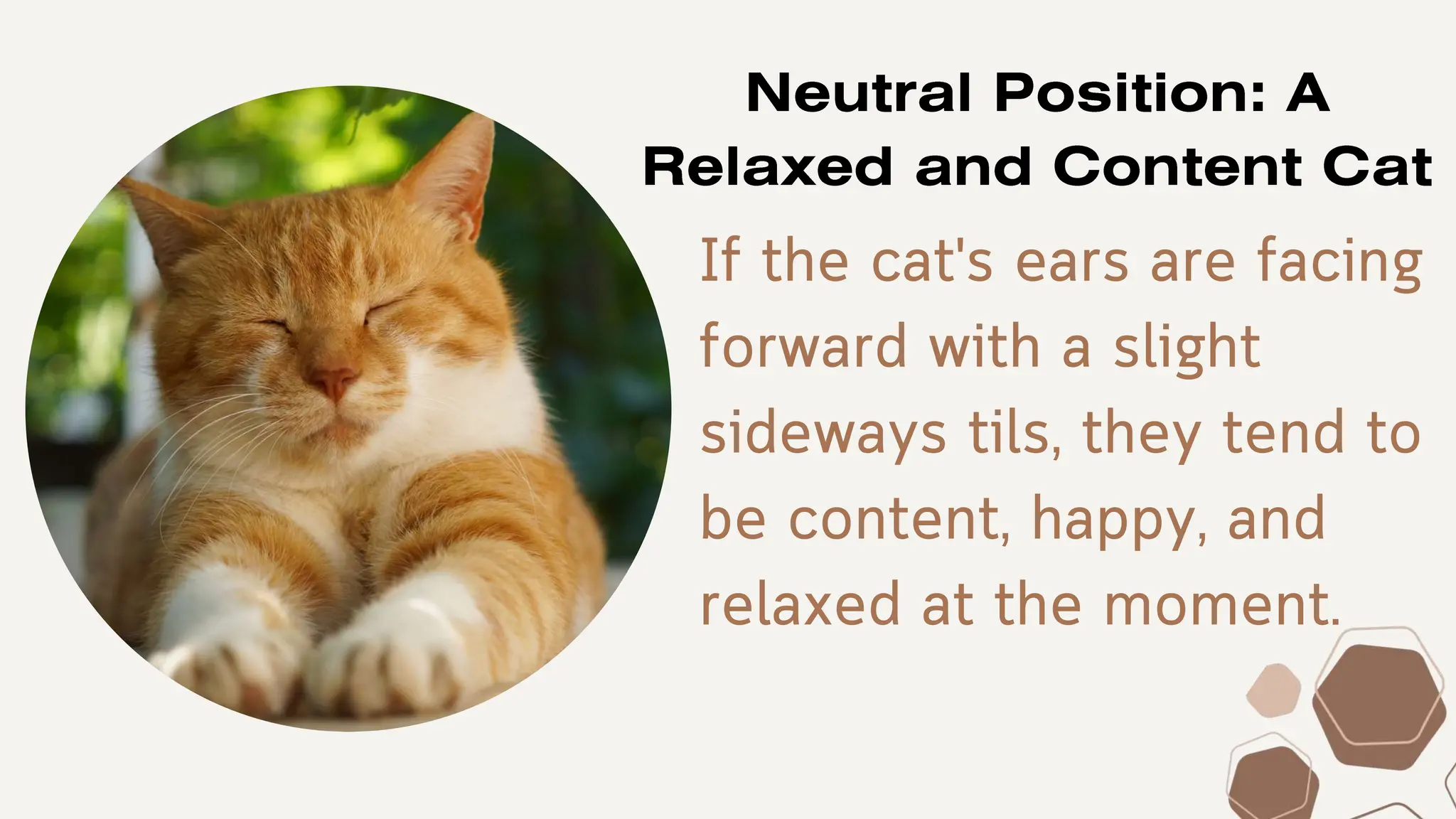 Unraveling Feline Mysteries Decoding Cat Communication through Ear ...